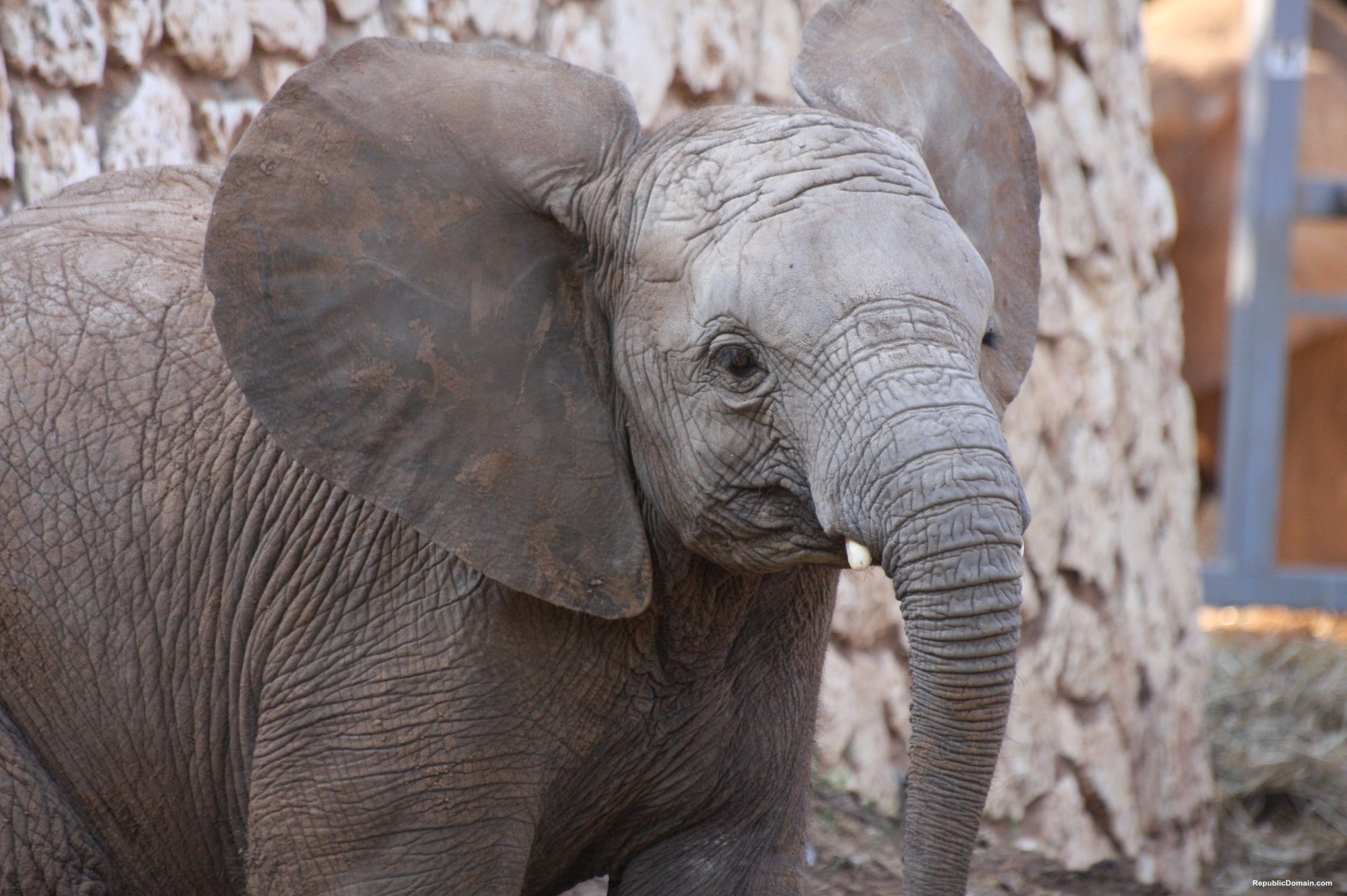 Understand and prevent ear infections - Two Peds in a Pod®